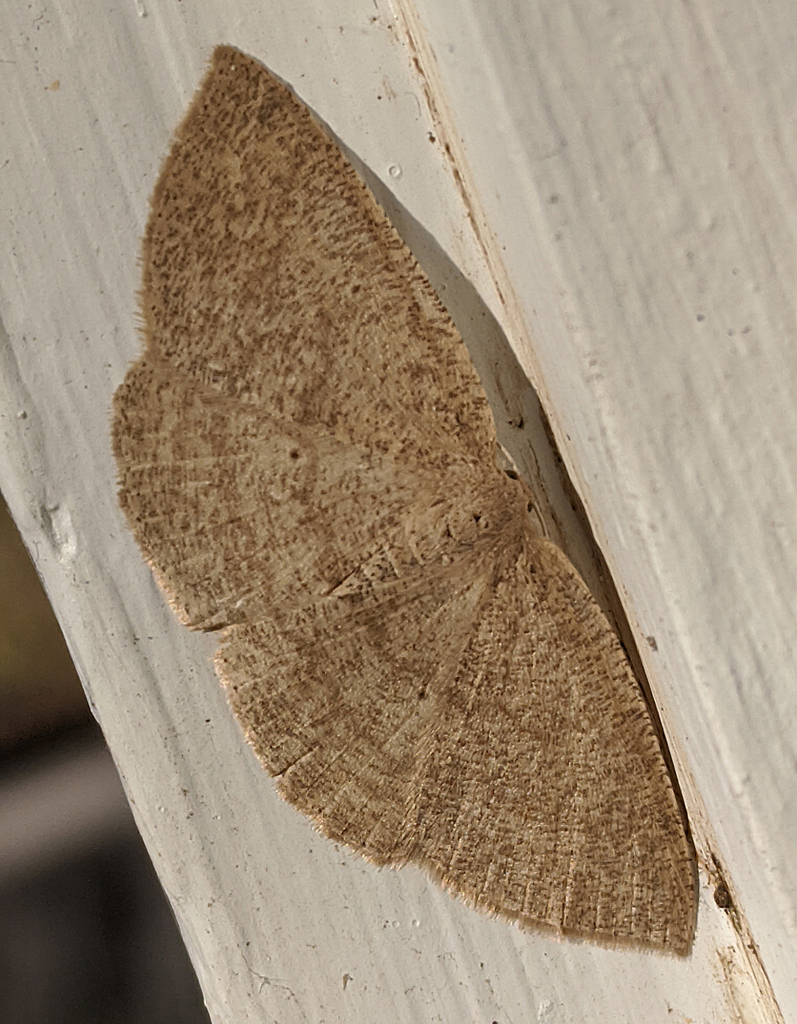 Casbia farinalis from Loongana TAS 7315, Australia on June 3, 2023 at ...