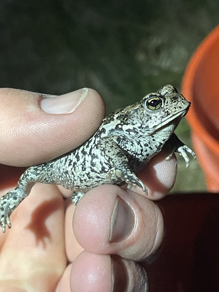 Railroad Valley Toad in June 2023 by dhorowski · iNaturalist
