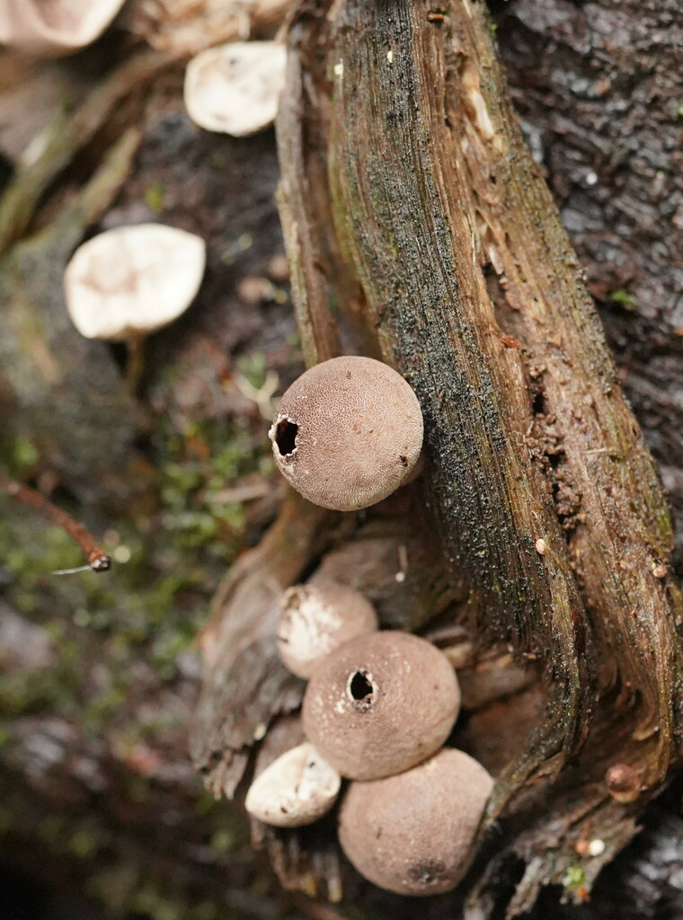 Lycoperdon subincarnatum in June 2023 by Reiner Richter · iNaturalist