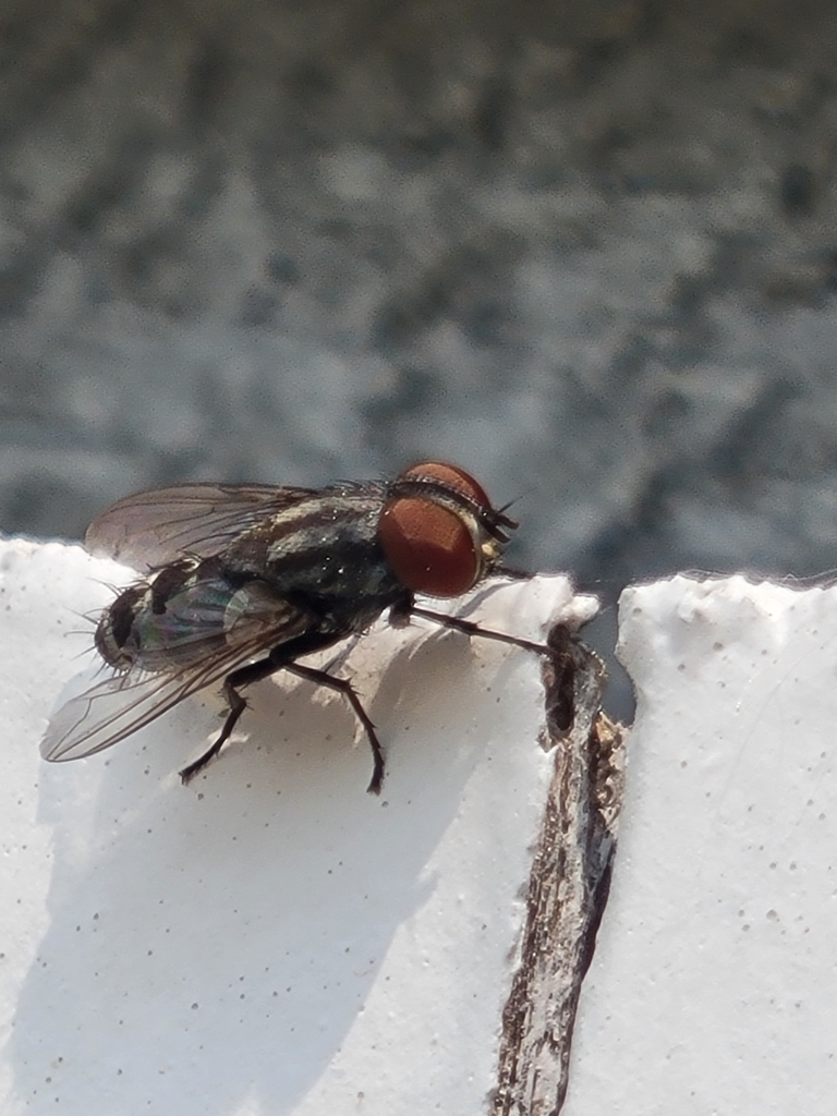 Bot Flies, Blow Flies, and Allies from Cuyahoga Falls, OH 44223, USA on ...