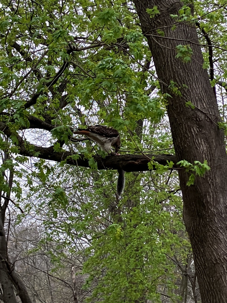 Red-tailed Hawk from East Rock Park, New Haven, CT, US on April 17 ...