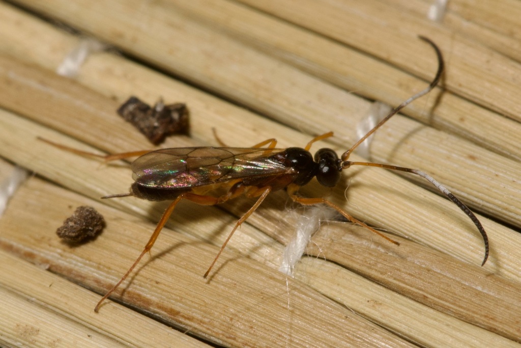 Ateleute linearis from Szentendre, Unnamed Road, 2000, 2000 Hungary on ...