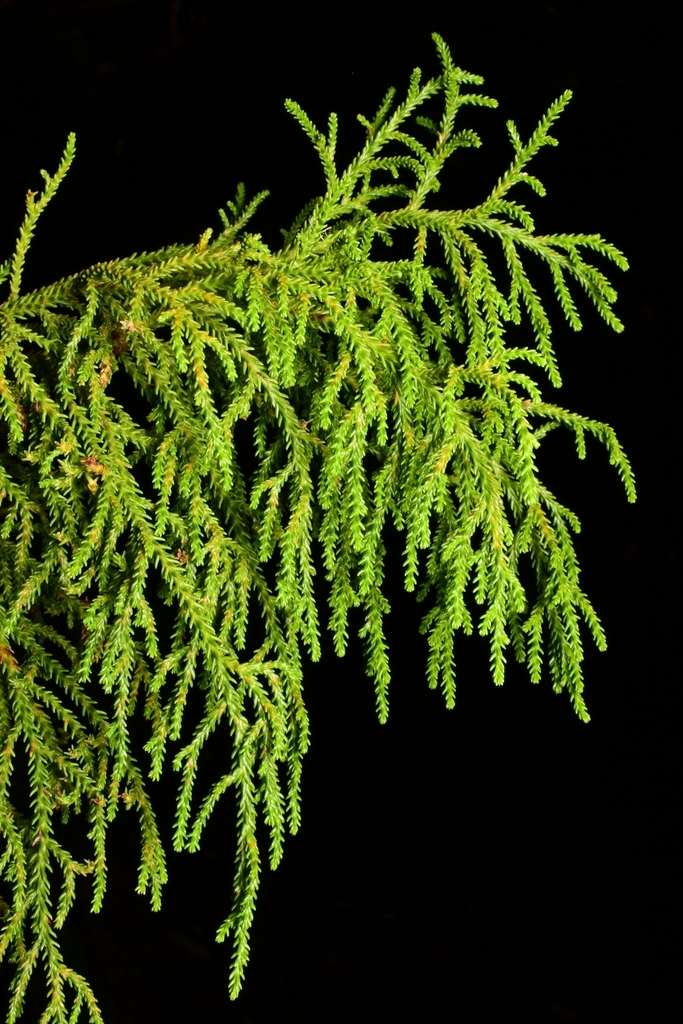 rimu ((3) Native Plants garden) · iNaturalist