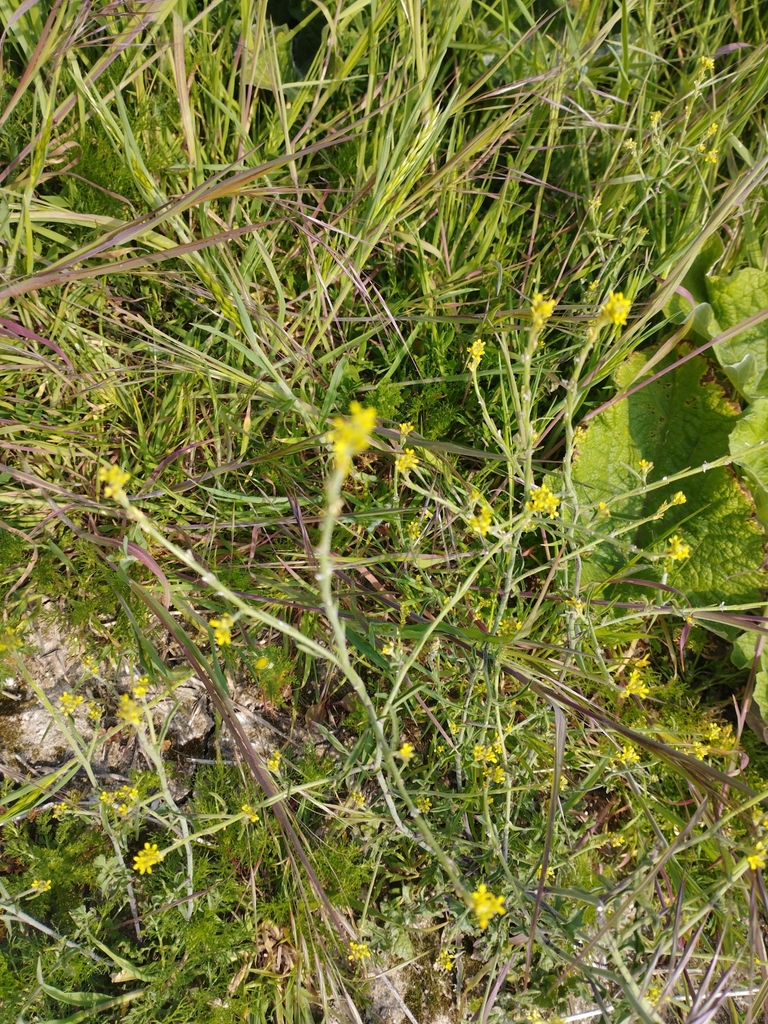 Hedge mustard from West Winterslow on June 7, 2023 at 08:41 AM by ...