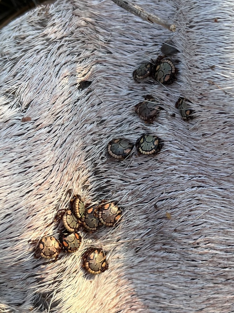 South African Bont Tick in May 2023 by Roxanne Lazarus · iNaturalist