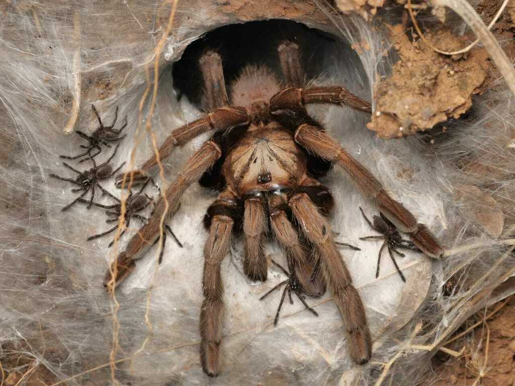 Lesser Goa Mustard Tarantula in June 2023 by GURURAJ GOUDA. karwar ...