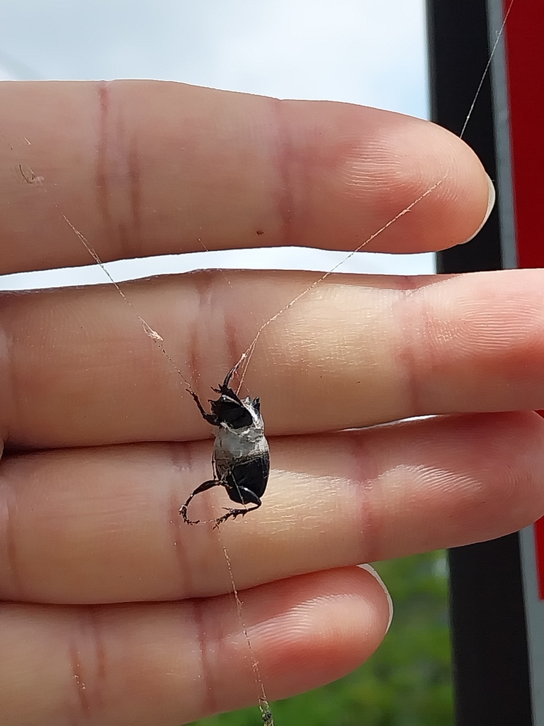 Copris acutidens from Shibokusa, Oshino, Minamitsuru District, Yamanashi 401-0511日本 on June 1 ...