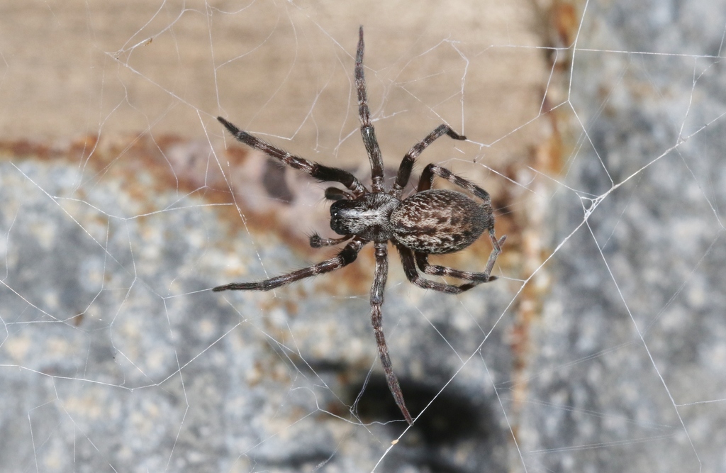 Grey House Spider from Southwest TAS 7139, Australia on October 19 ...