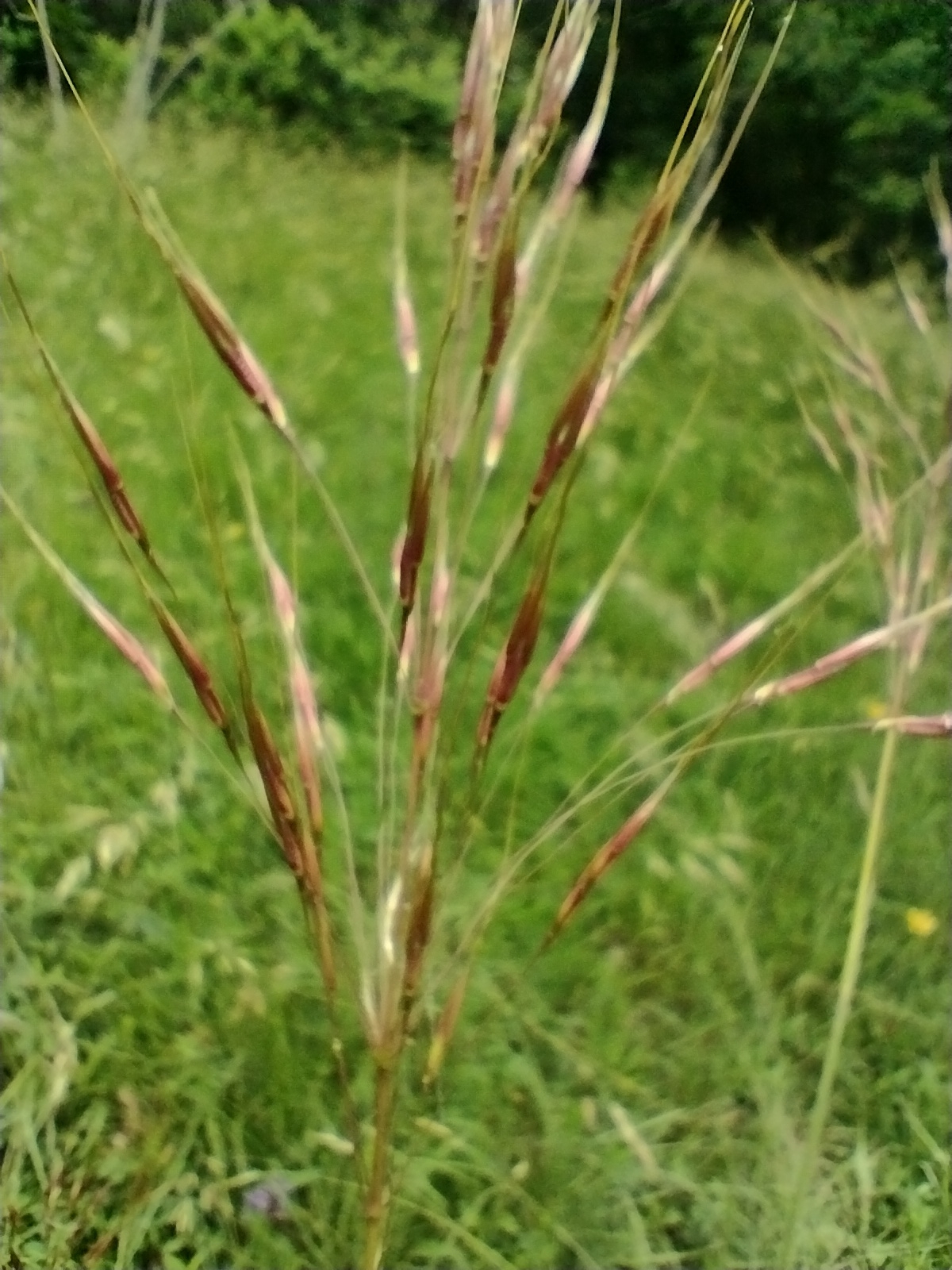 Chrysopogon gryllus (L.) Trin.