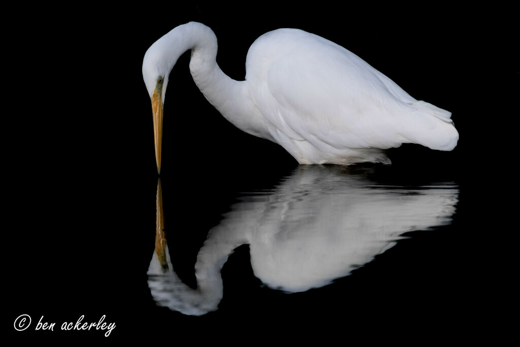 Eastern Great Egret from Bromley, Christchurch, New Zealand on June 6 ...