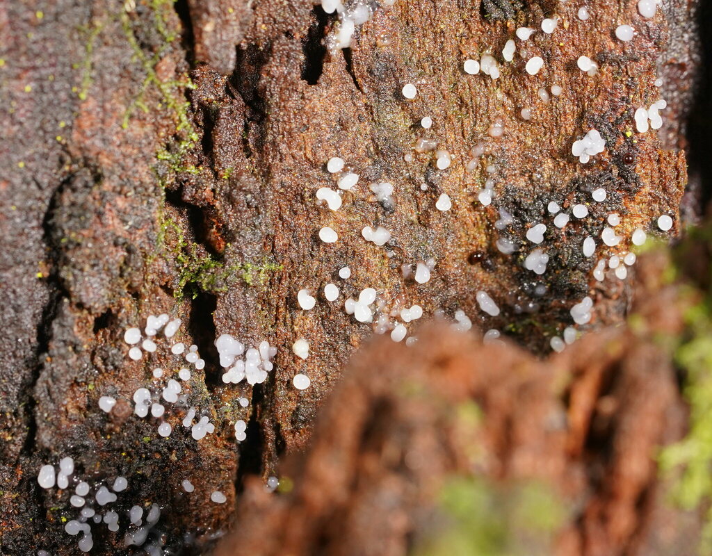 true slime molds from Olinda VIC 3788, Australia on June 7, 2023 at 08: ...