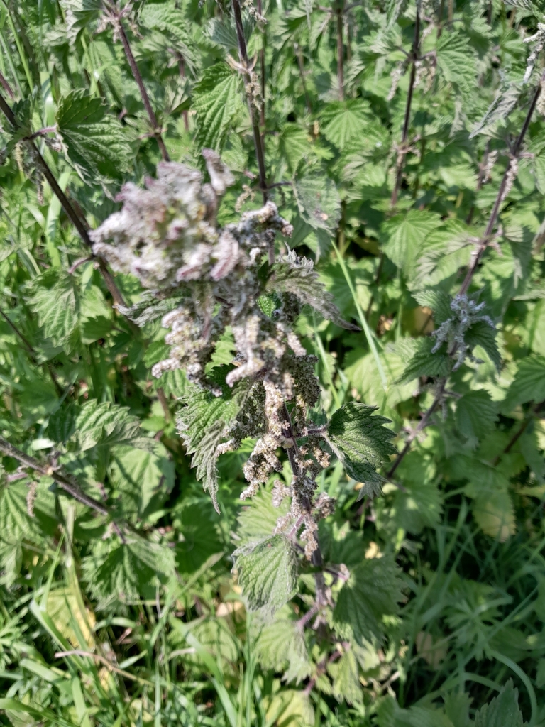 great stinging nettle from Church of the Holy Rood, Wool, Wareham BH20 ...