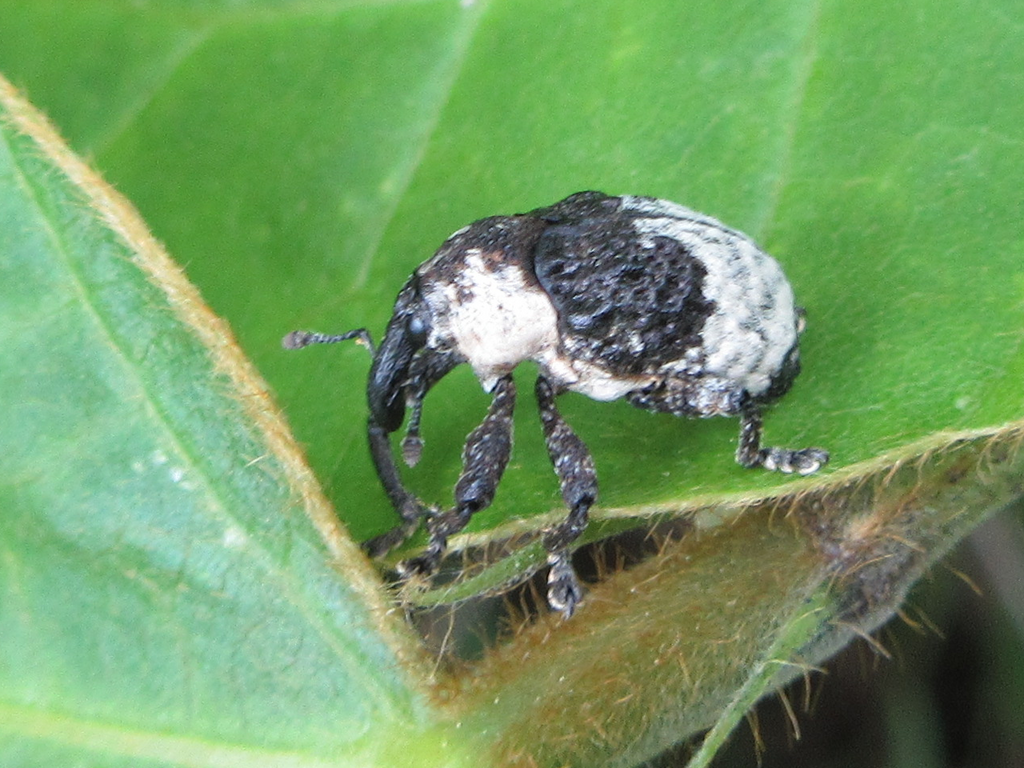 Sternuchopsis trifida from 대한민국 충청남도 on June 7, 2023 by onidiras ...