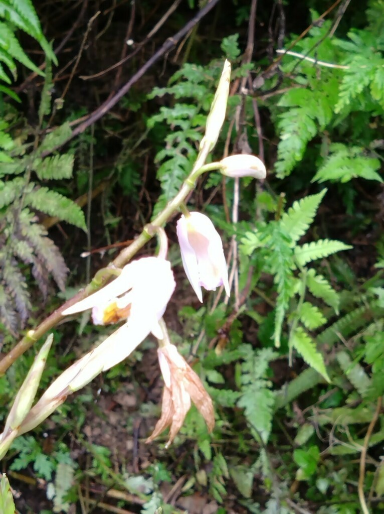 Bletilla formosana from 台灣新竹縣 on June 4, 2023 at 06:07 PM by Benny Wu ...