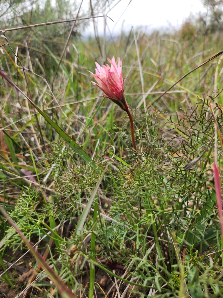 Butterfly Flower in June 2023 by Rupert Koopman · iNaturalist