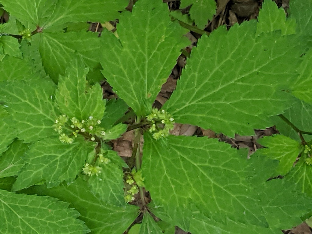 Black Snakeroot from Fort Wayne, IN, USA on June 6, 2023 at 02:31 PM by ...