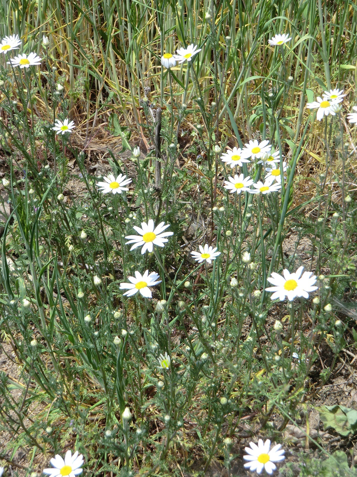 Anthemis arvensis L.