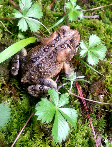 American Toad (Niagara Parks Golf Common Species at Whirlpool Golf ...