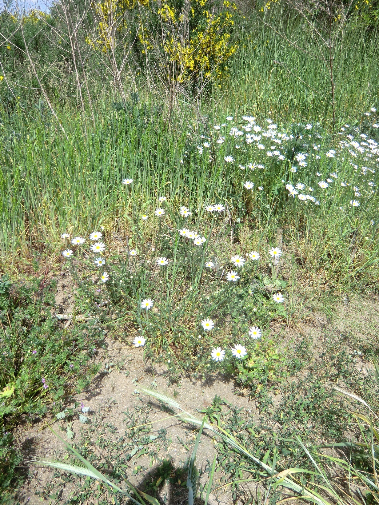 Anthemis arvensis L.
