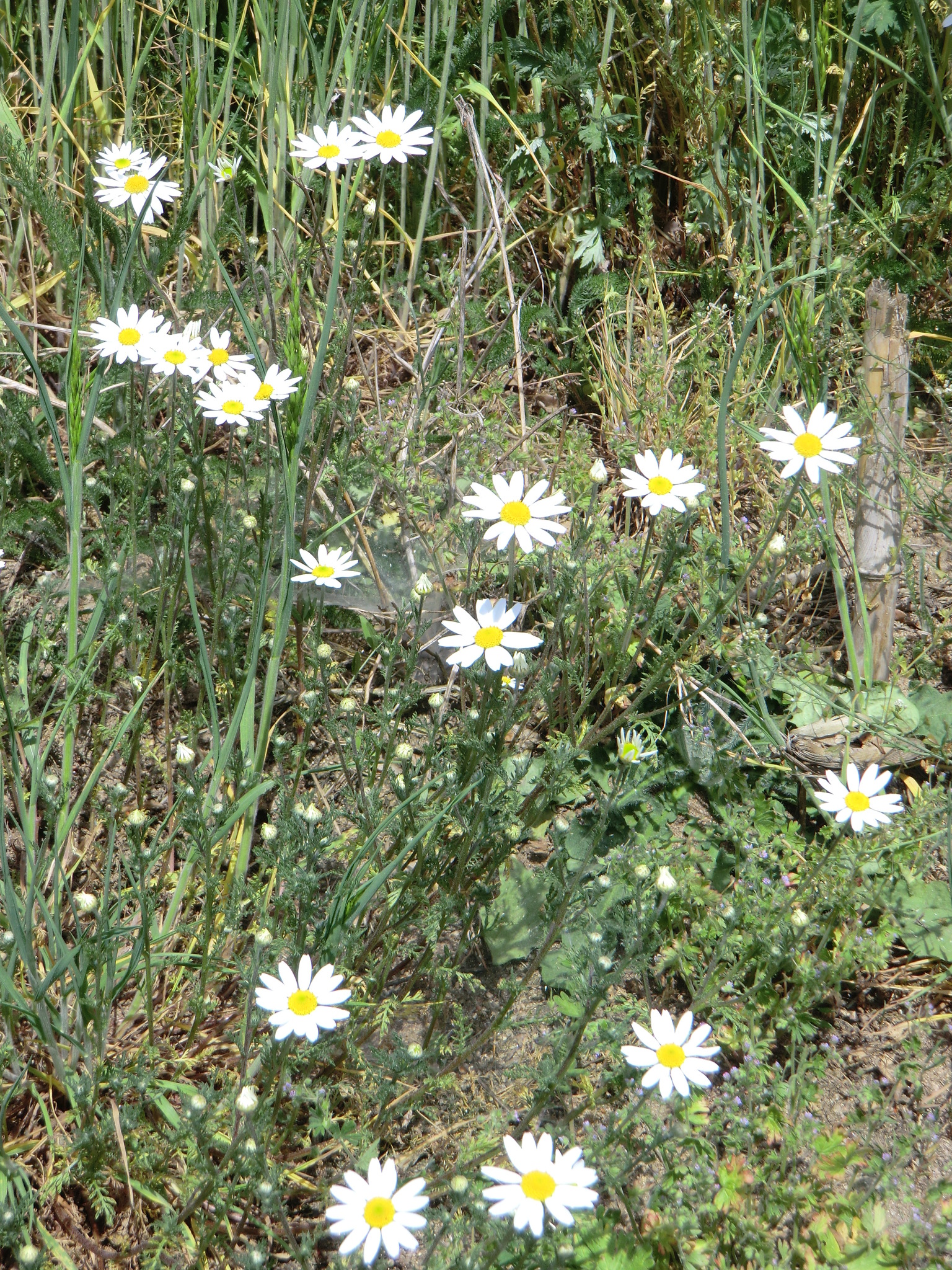 Anthemis arvensis L.