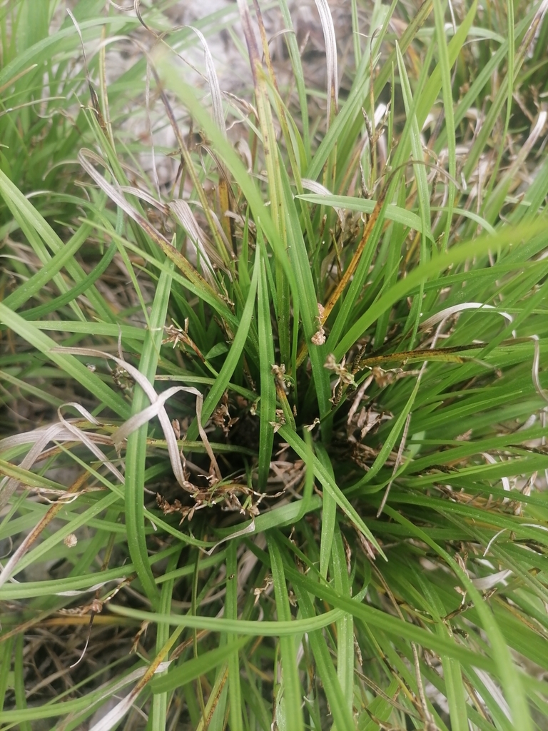 Fingered Sedge from Brest, BY-BR, BY on June 7, 2023 at 01:23 PM by ...