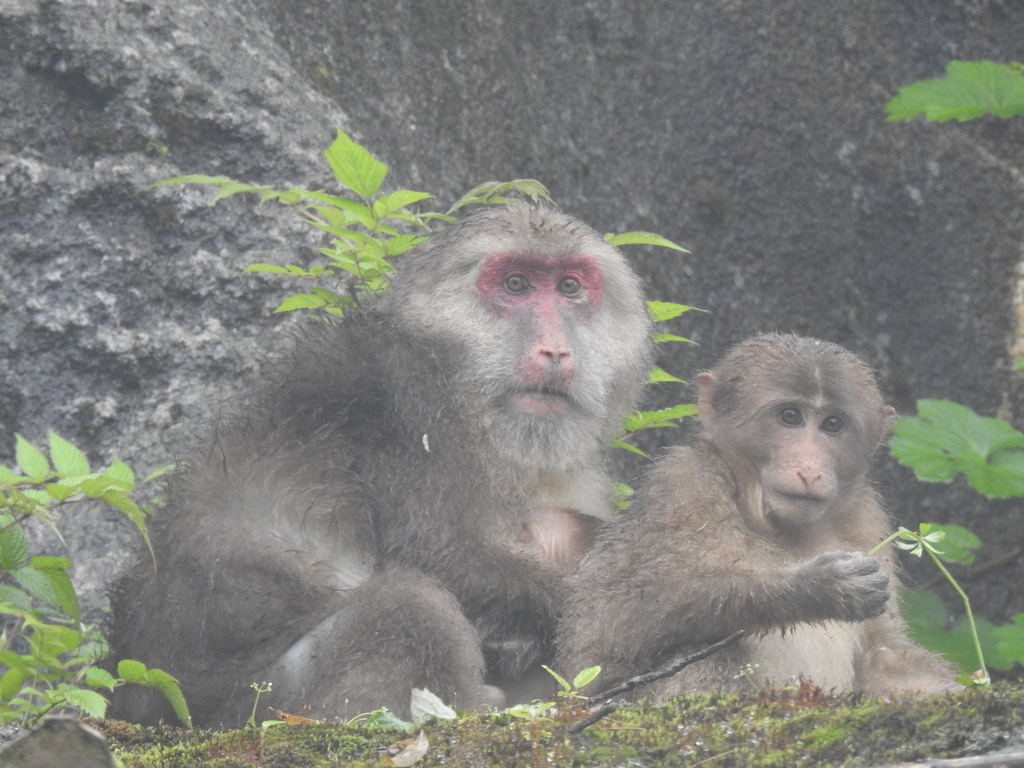 Tibetan Macaque in June 2023 by 红耳鹎 Xinrong Lin · iNaturalist