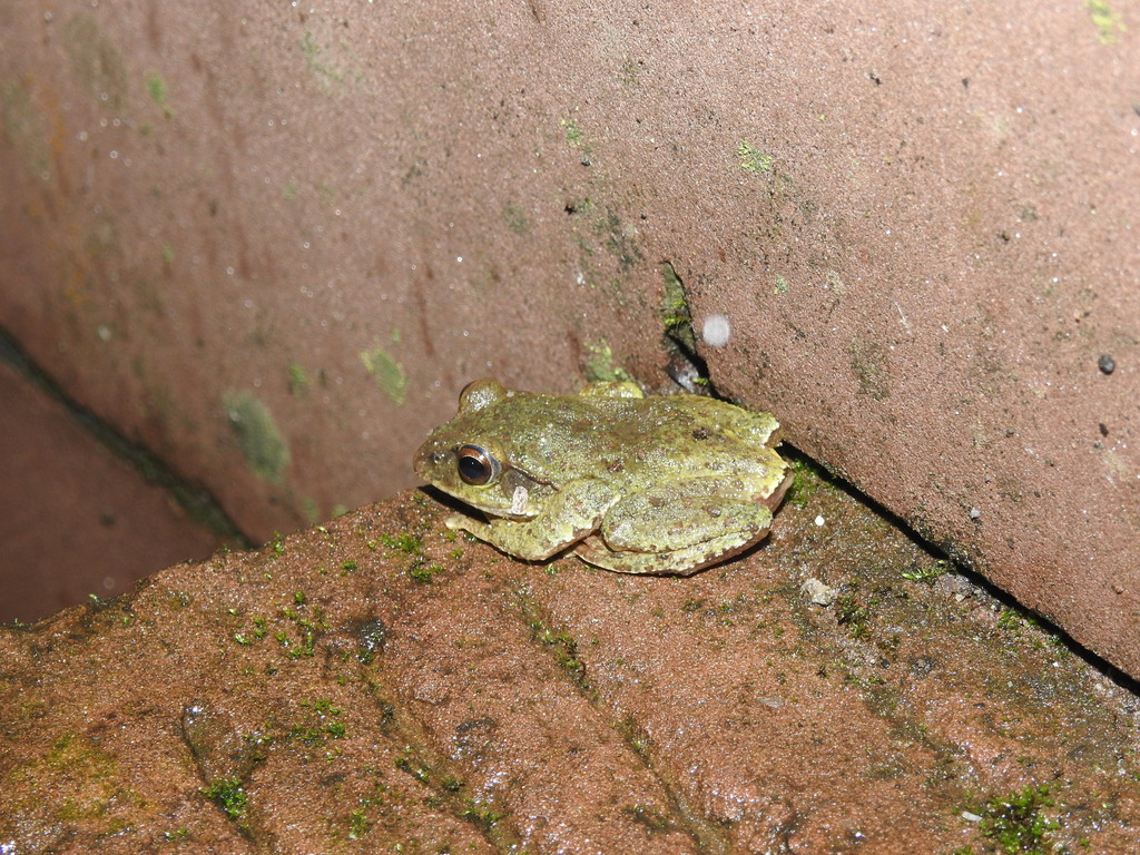 Baoxing Treefrog from 中国眉山市洪雅县瓦屋山 邮政编码: 625205 on May 31, 2023 at 08:42 ...