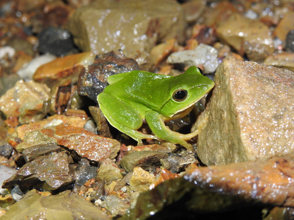 Zhangixalus chenfui from 中国眉山市洪雅县瓦屋山 邮政编码: 625205 on June 1, 2023 at 10 ...