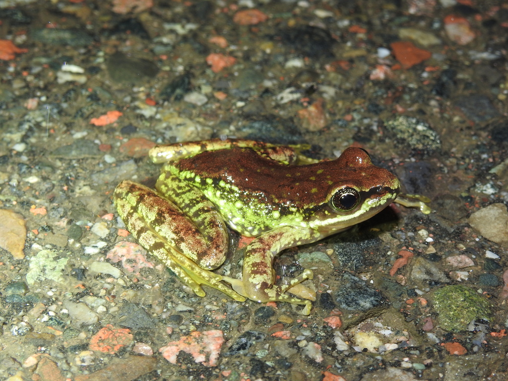 Amolops granulosus from 中国眉山市洪雅县瓦屋山 邮政编码: 625205 on May 31, 2023 at 10: ...