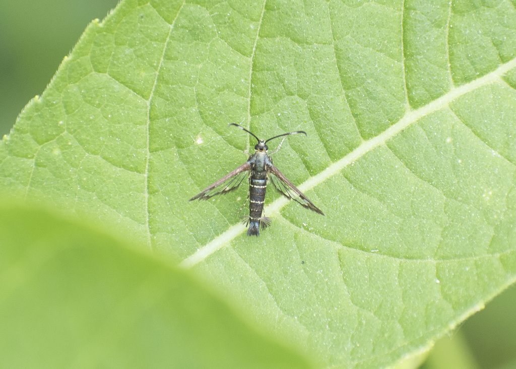 Ithaca Clearwing Moth from Union, OH, USA on June 5, 2023 at 03:49 PM ...