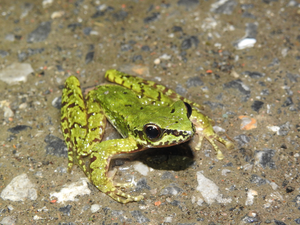 Granular Torrent Frog from 中国四川省雅安市荥经县龙苍沟 邮政编码: 625205 on June 02, 2023 ...