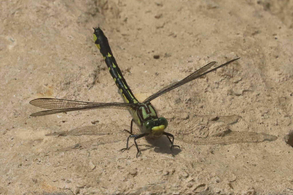 Green-faced Clubtail in June 2023 by William Hull. With egg mass ...