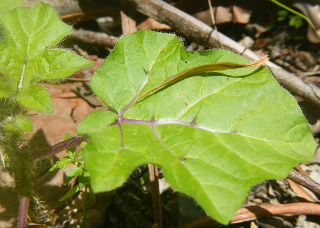 Cockroach Berry from Broken River QLD 4757, Australia on January 23 ...