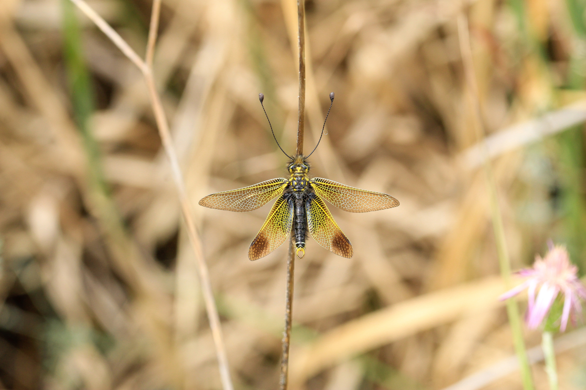 Libelloides ictericus (Charpentier, 1825)