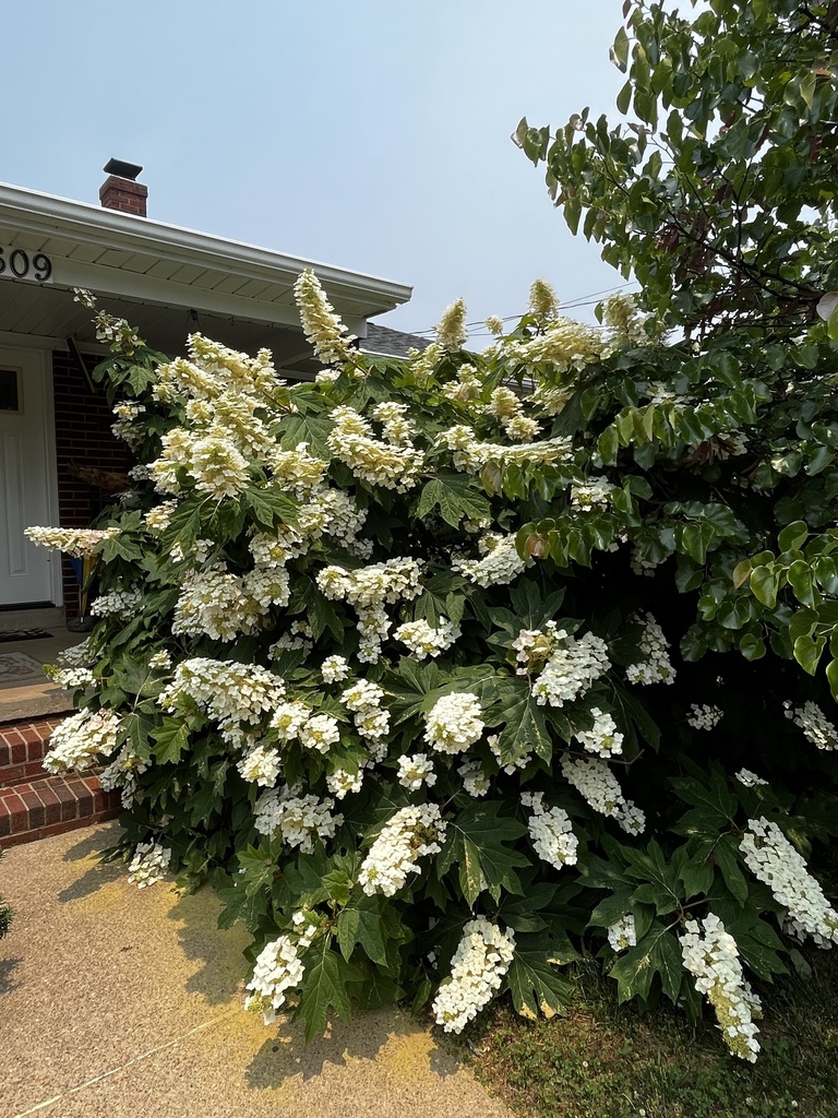 oakleaf hydrangea from Stuart St, Fredericksburg, VA, US on June 6 ...