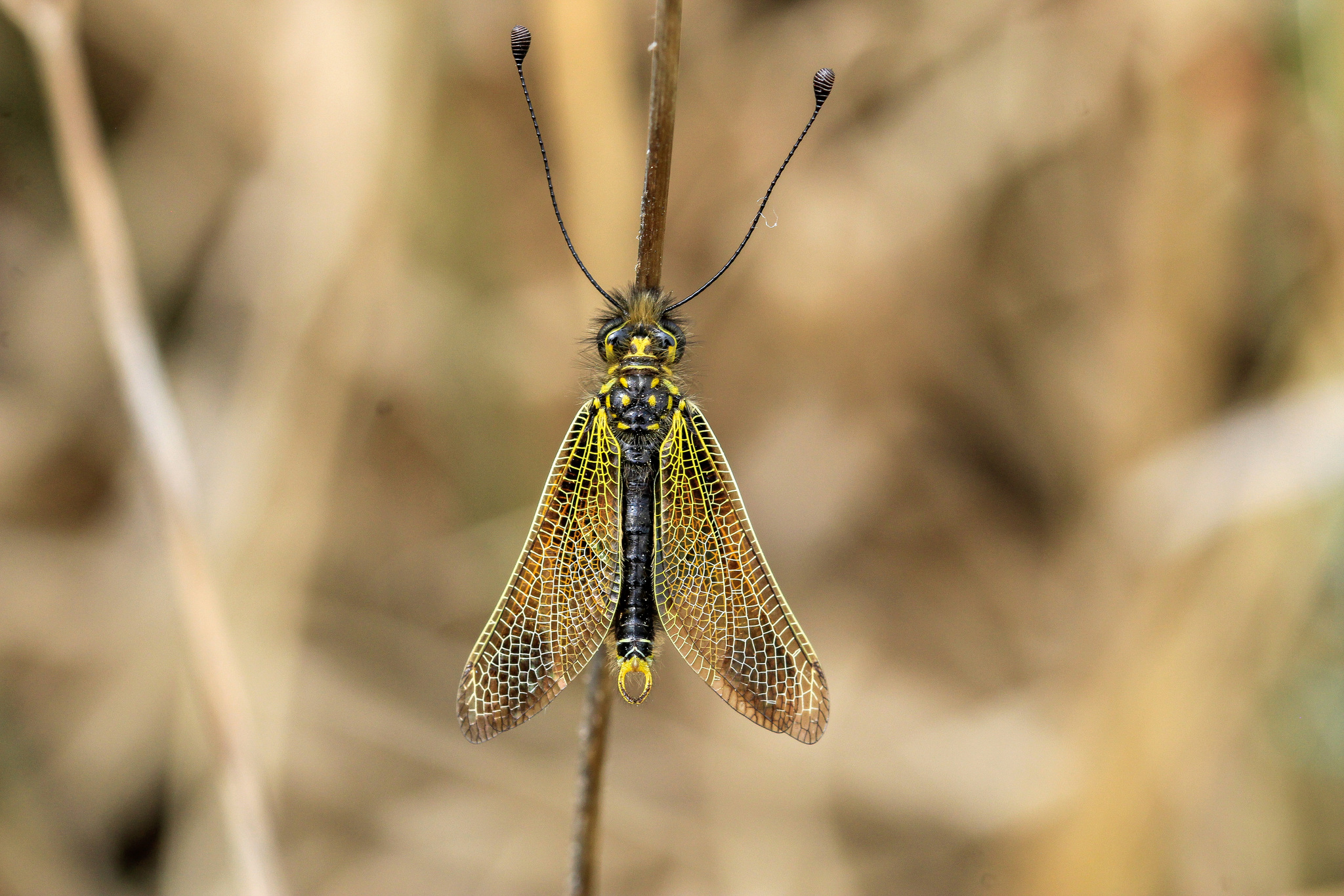 Libelloides ictericus (Charpentier, 1825)