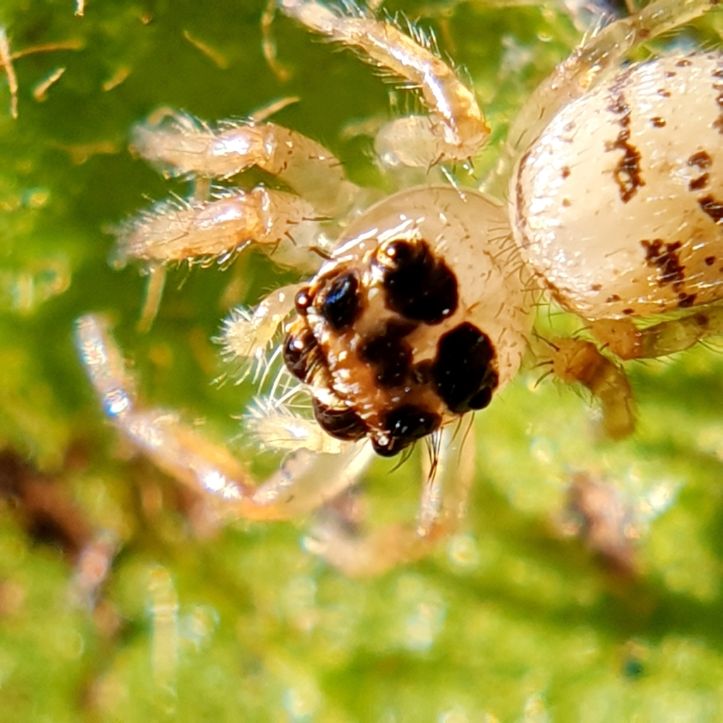 Goldband Thyene Jumping Spider from Moreleta Park on June 7, 2023 at 10 ...