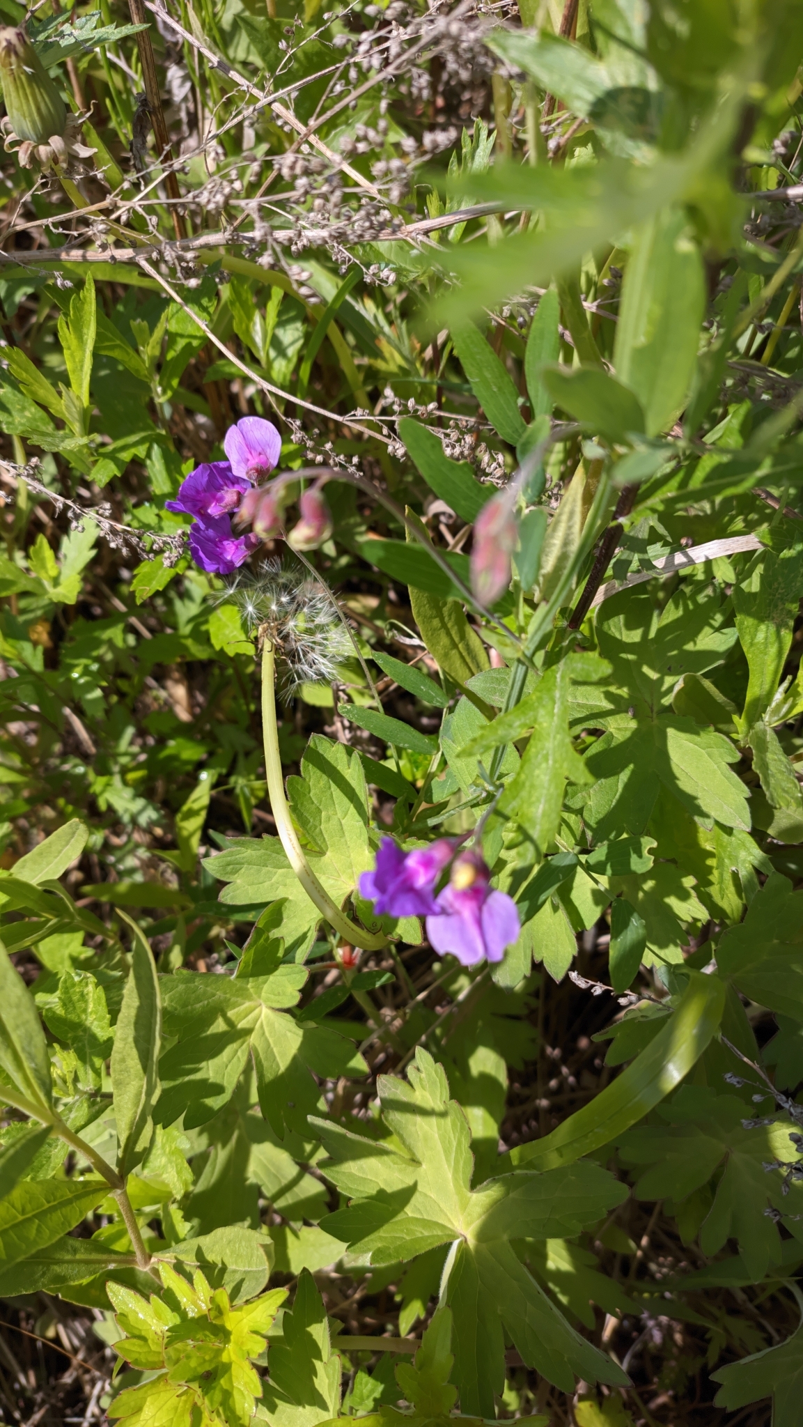 Lathyrus palustris L.