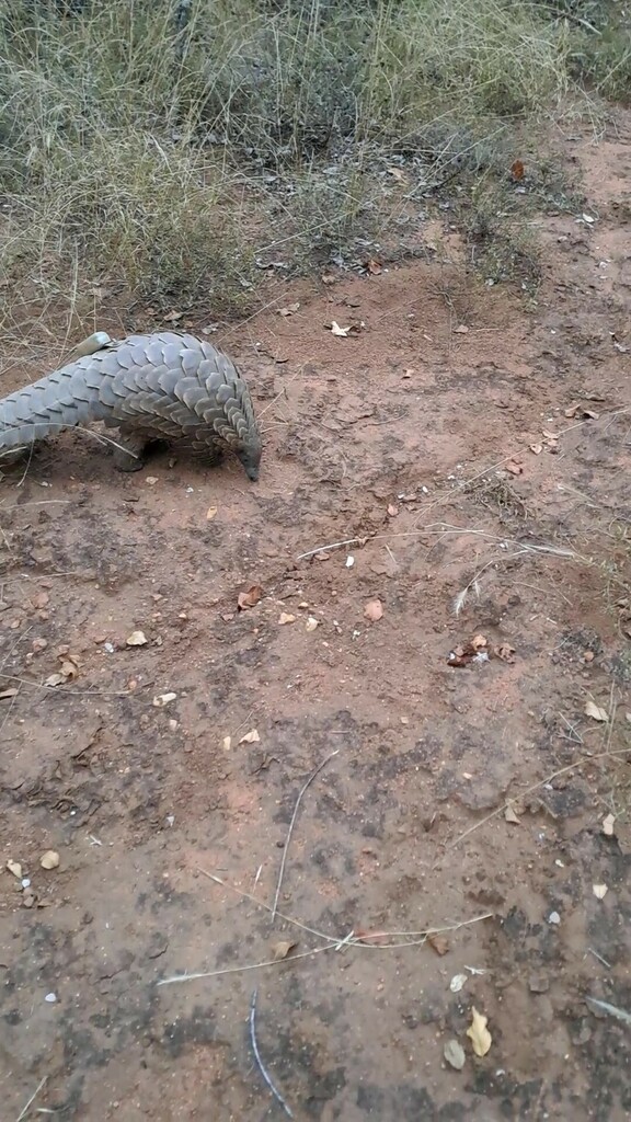 Temminck's Ground Pangolin in May 2023 by Anthony Walton. Following ant ...