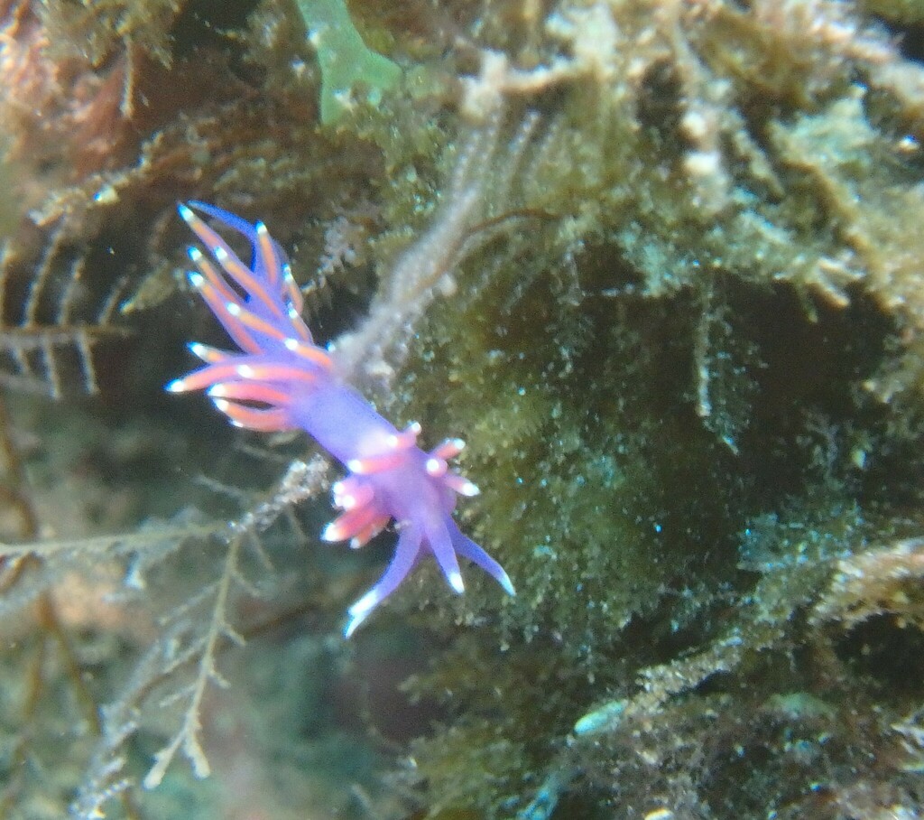 Pink Coryphella from Marina del Este on June 5, 2023 at 11:30 AM by Jan ...