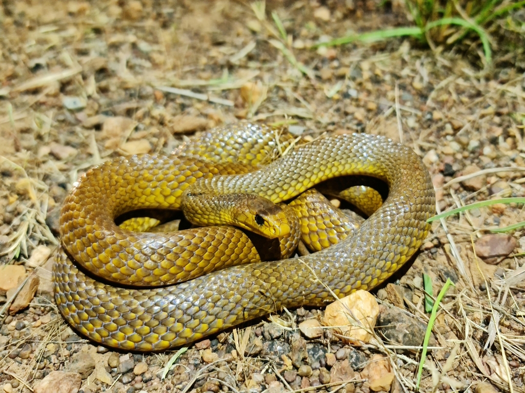 Northern Brown Snake from Douglas-Daly NT 0822, Australia on May 2 ...