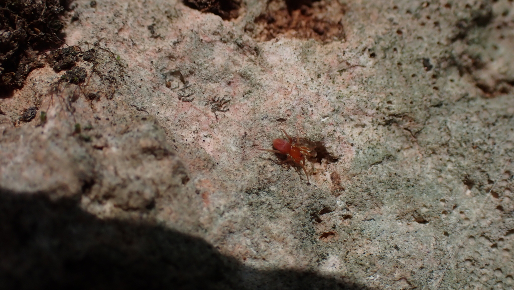 Goblin spiders from Pyrénées-Orientales, Languedoc-Roussillon, France on May 26, 2023 at 02:40 ...