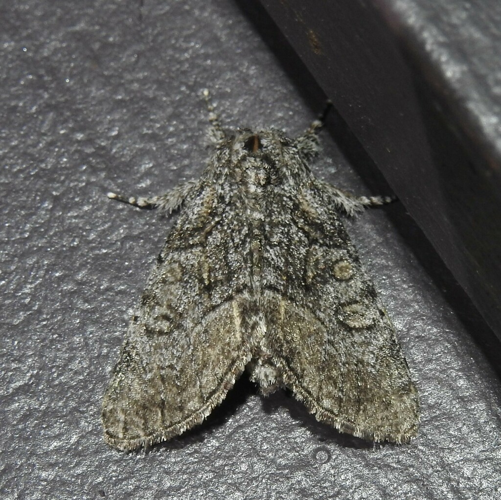 Brother Moth from Town of Rockingham, VT, USA on June 6, 2023 at 10:43 ...