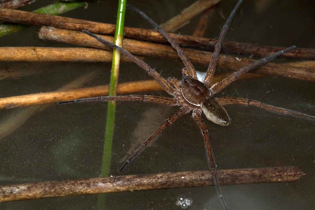 Fen raft spider from 13520 Paradou, France on May 12, 2023 at 11:50 PM ...