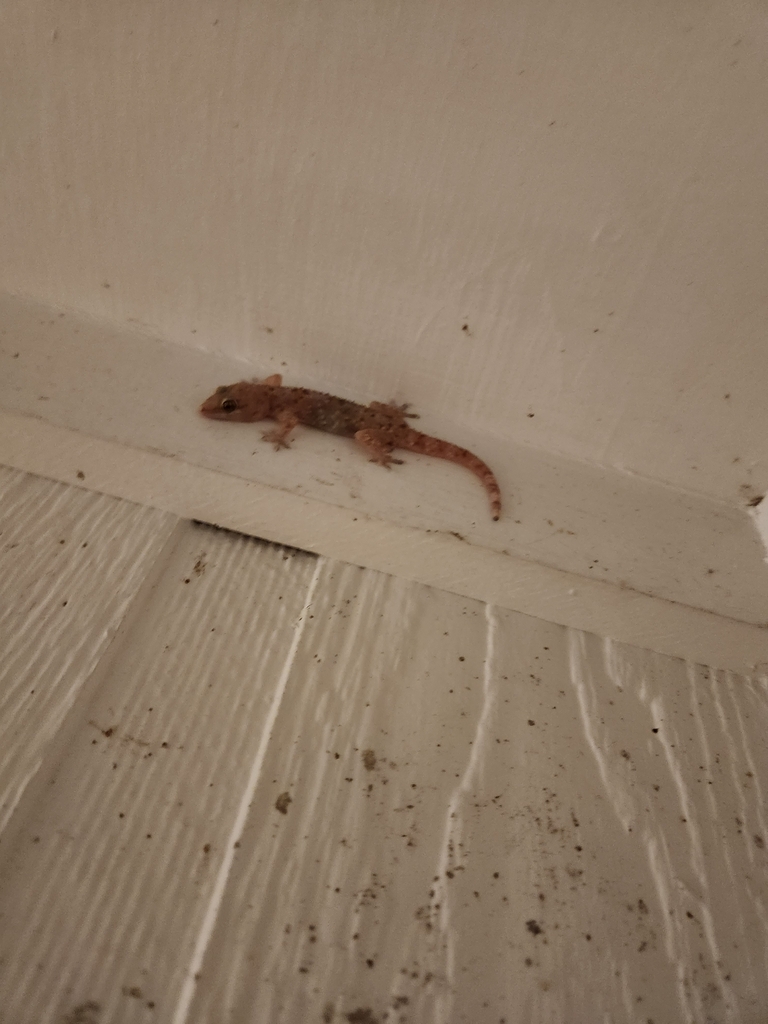 Mediterranean House Gecko from Magnolia, AR 71753, USA on June 3, 2023 ...