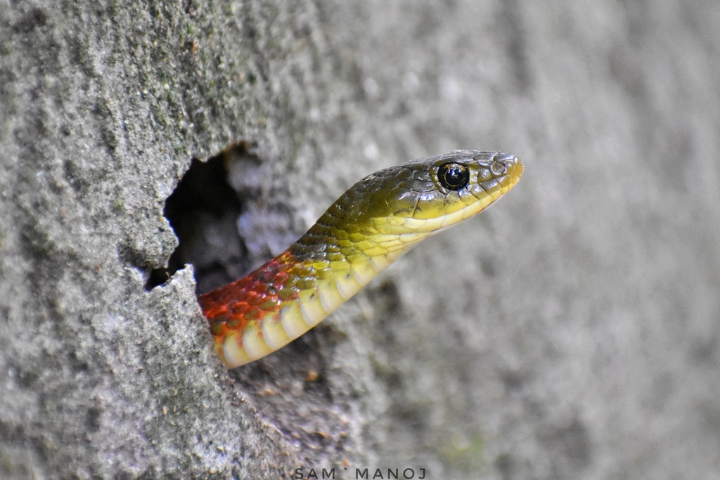 Red-necked Keelback (Rhabdophis subminiatus) - Snakes and Lizards