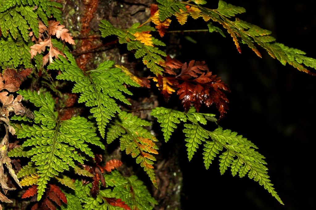 leatherleaf fern (Locally Indigenous Plant Species for Knysna ...