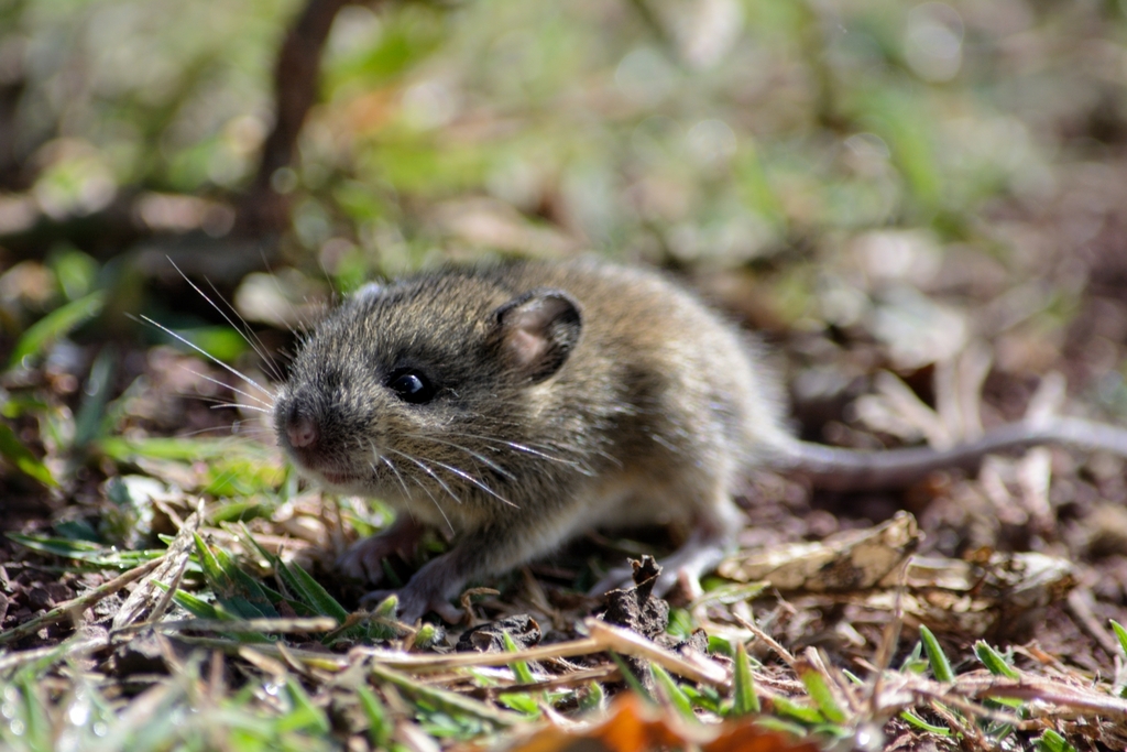 Andean Mouse from Valle Grande, Jujuy, Argentina on May 21, 2023 at 12: ...