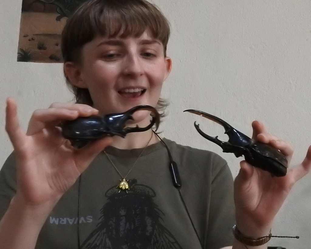 Central American Hercules Beetle from Puntarenas Province, Monteverde ...