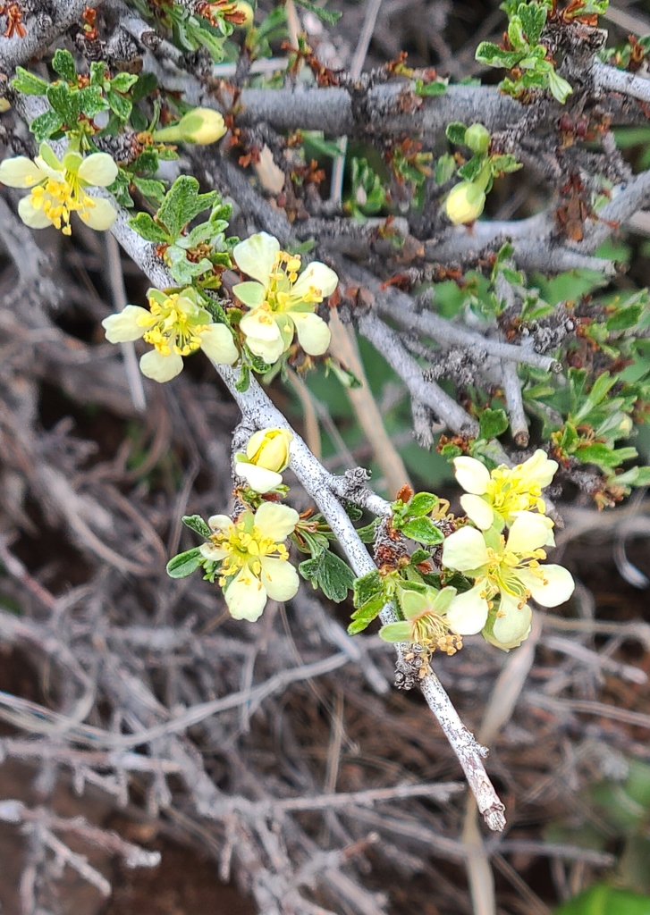 Cliffroses and Bitterbrushes from Hall Ranch Bitterbrush Trail Lyon ...